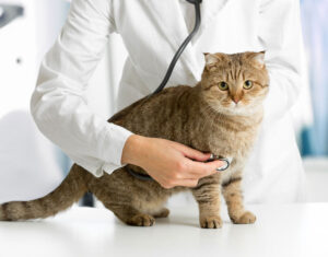 Apply for Pet Care Support in Ontario – PAWS Canada